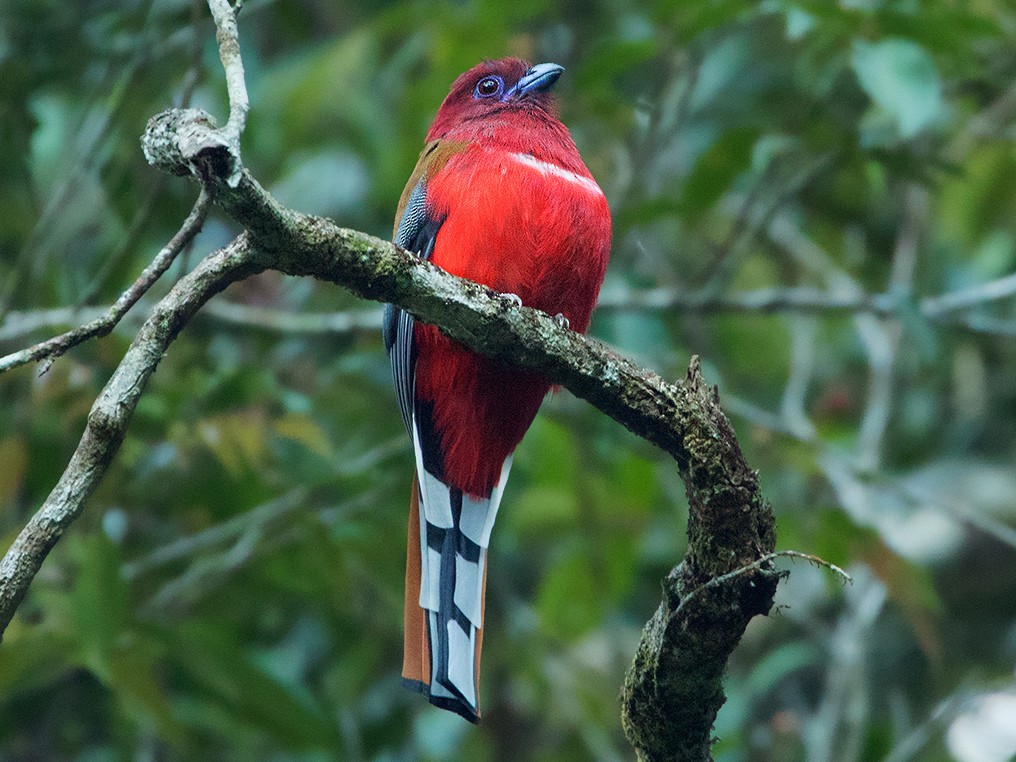 Red-headed Trogon - eBird