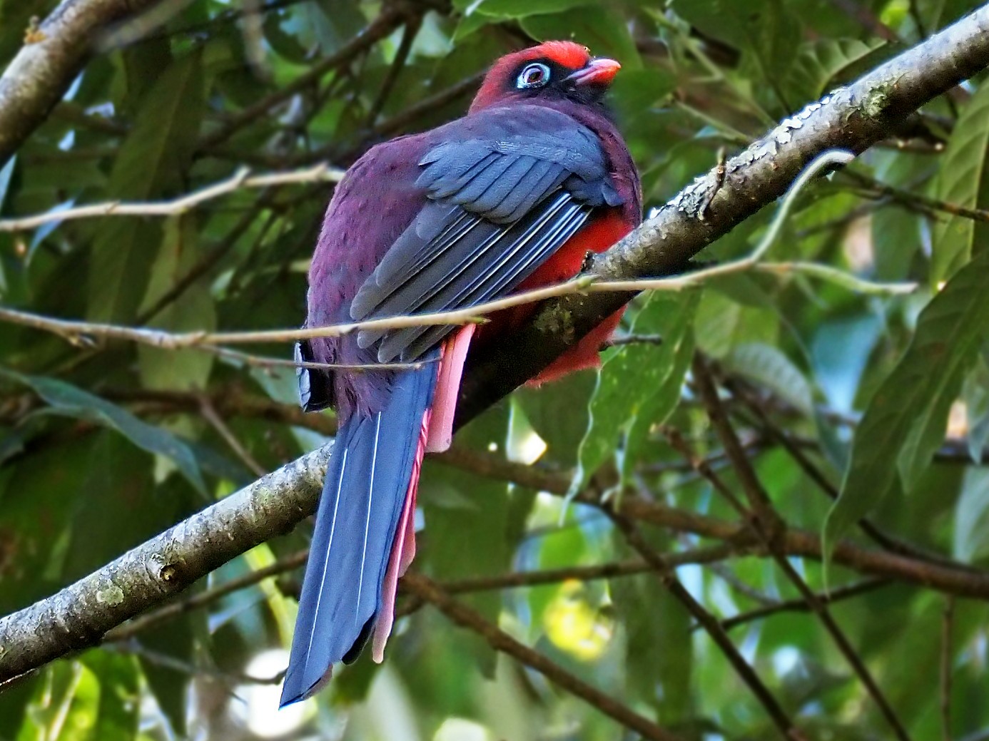 Ward's Trogon - eBird