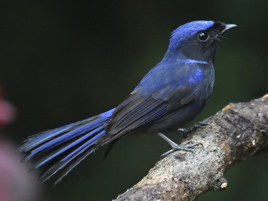 Large Niltava - eBird