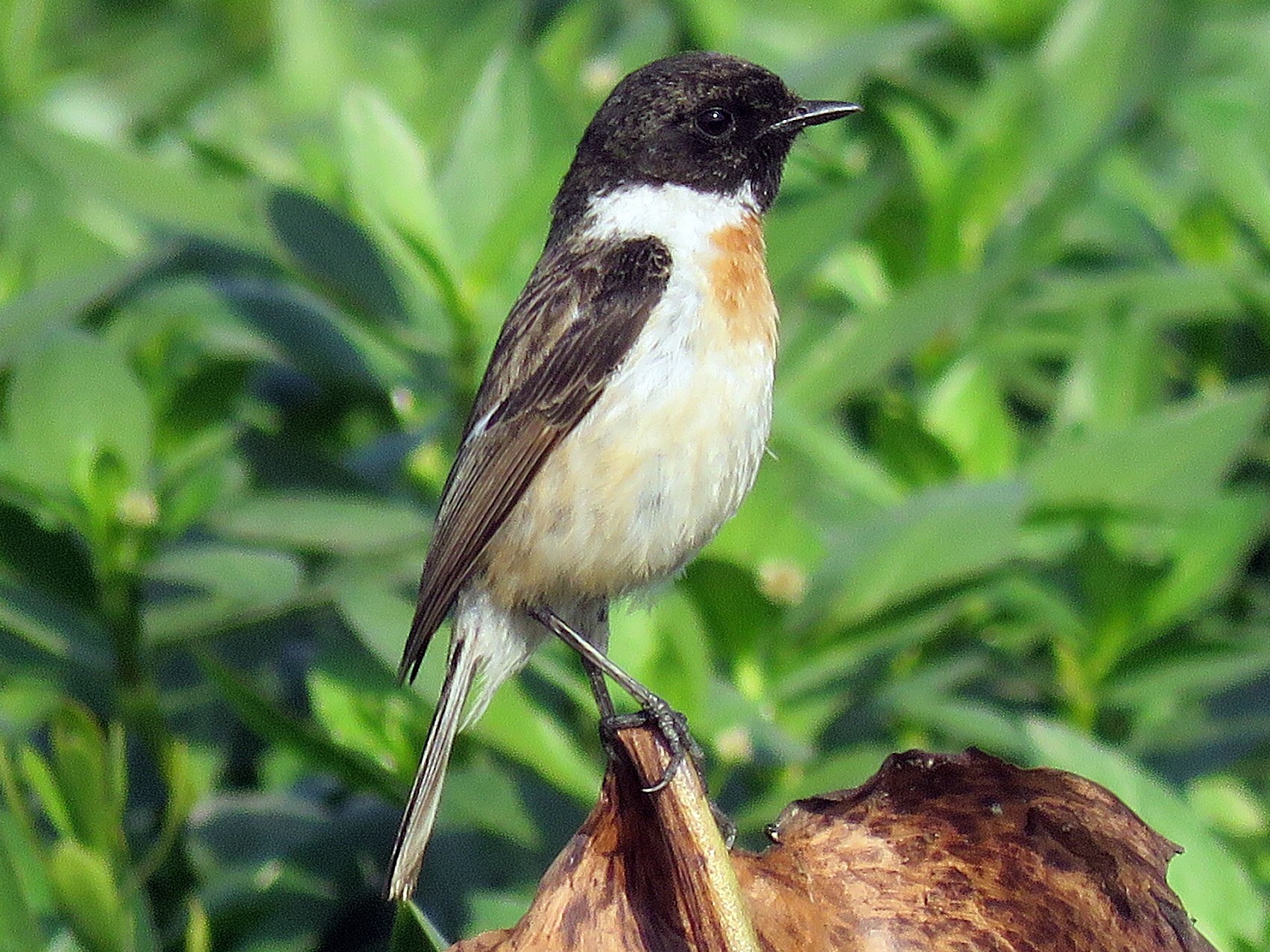 White-tailed Stonechat - eBird