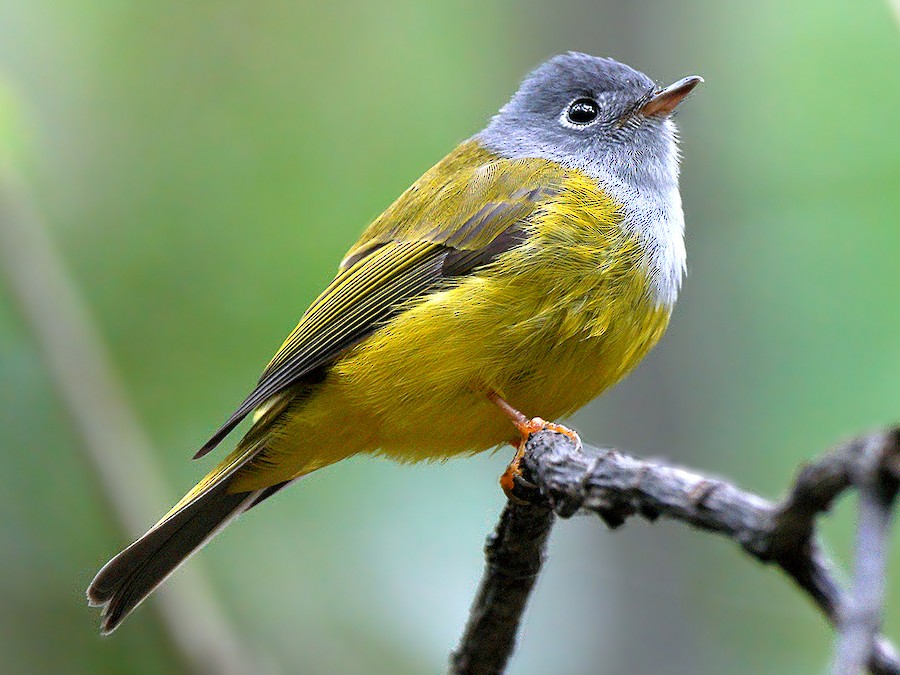 Grey-headed Canary-Flycatcher - eBird