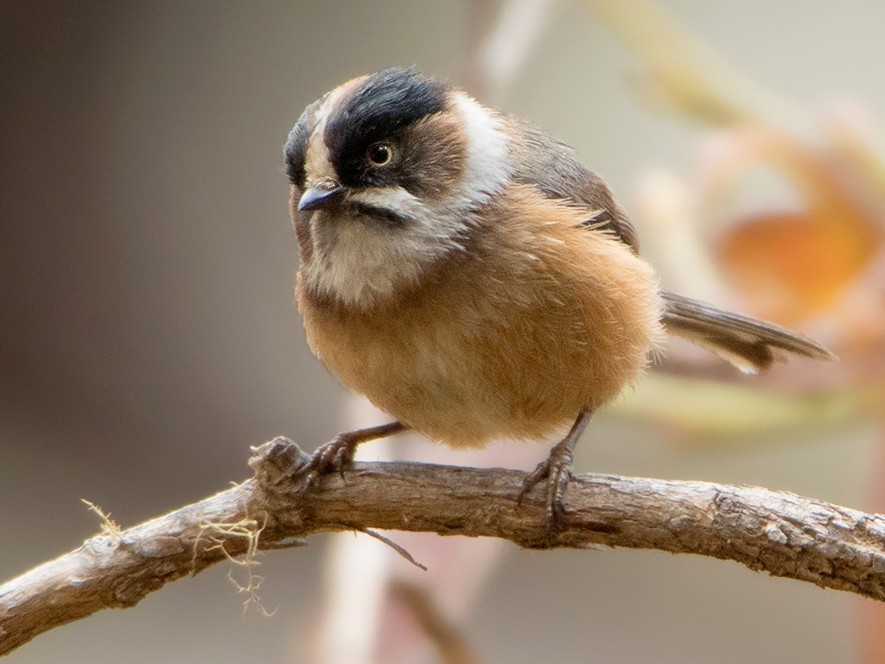 Black-browed/Rufous-fronted Bushtit - eBird