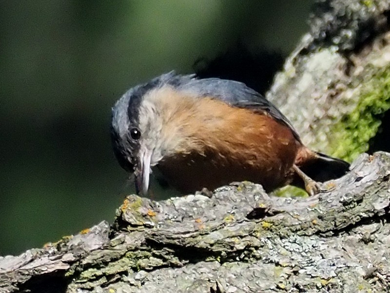 Kashmir Nuthatch - eBird