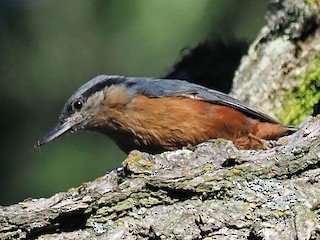 Kashmir Nuthatch - eBird