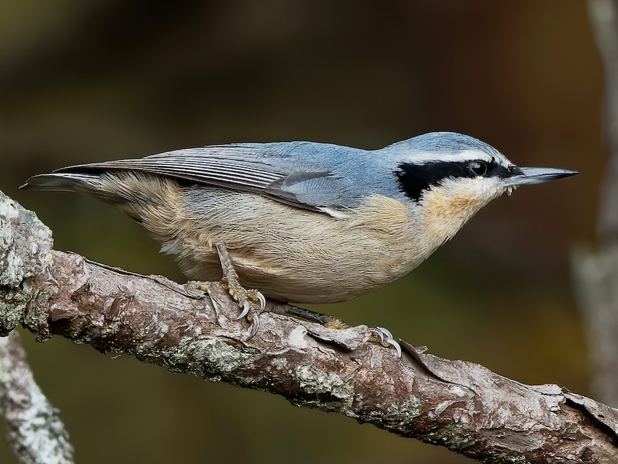Yunnan Nuthatch - eBird