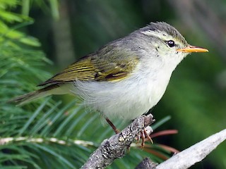 Western Crowned Warbler - eBird