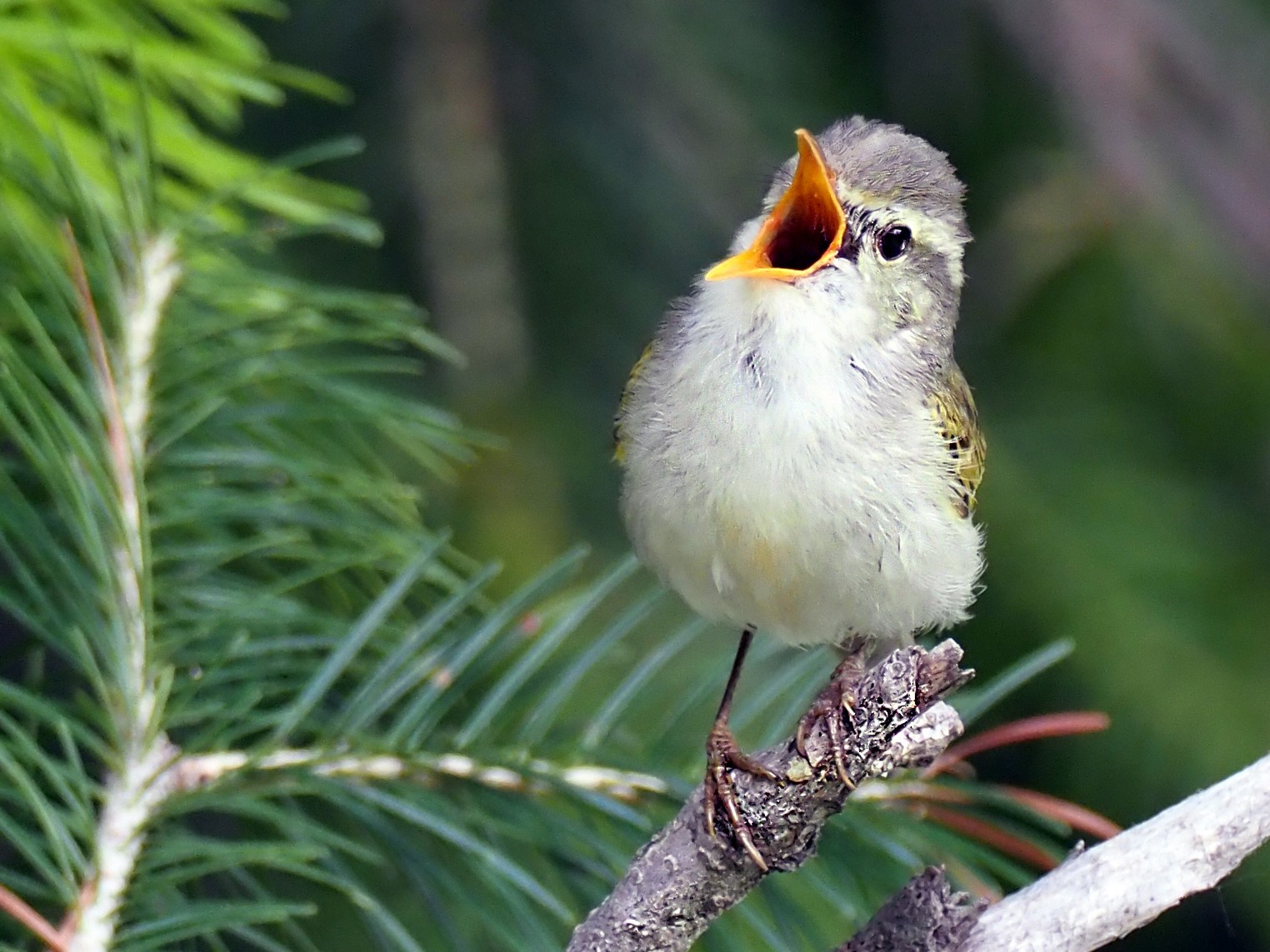 Western Crowned Warbler - eBird