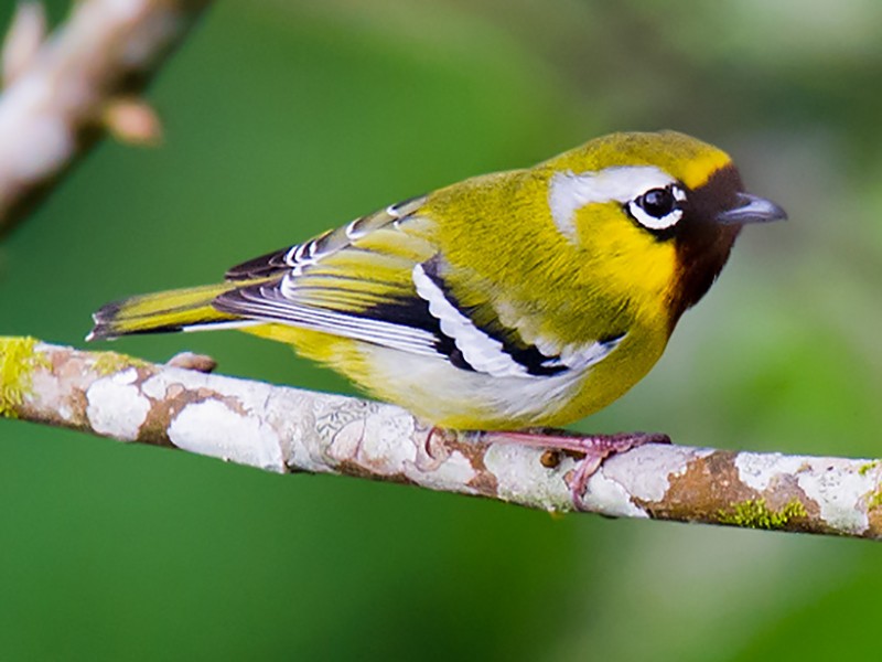 Clicking Shrike-Babbler - eBird