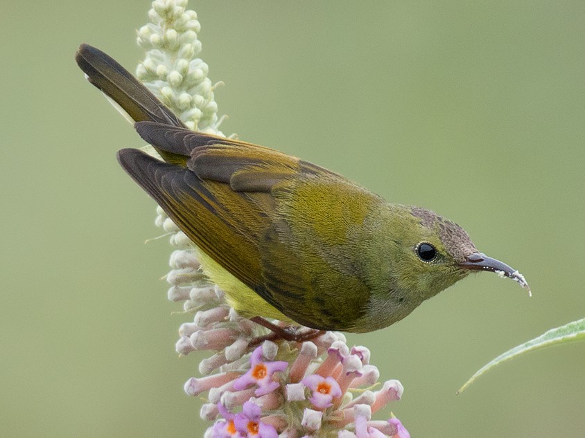 Mrs. Gould's Sunbird - eBird