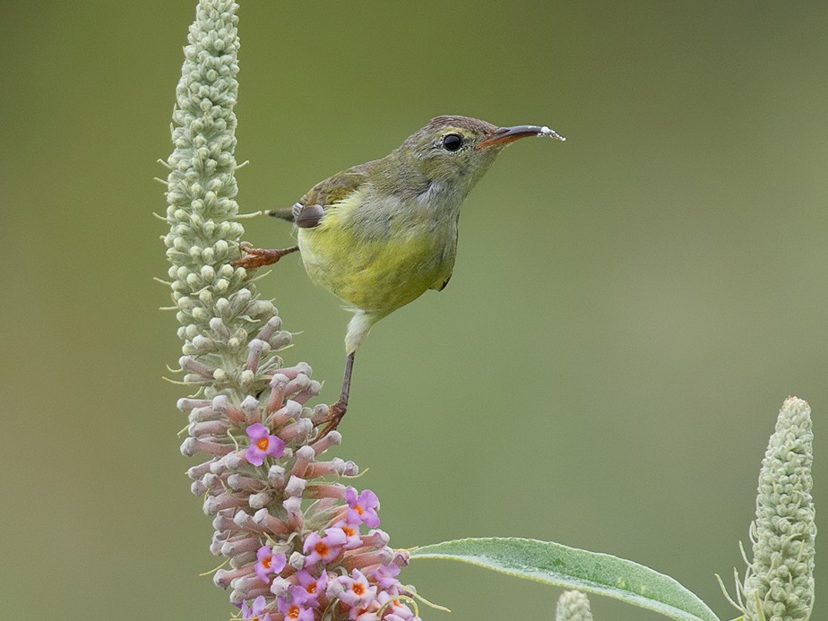 Mrs. Gould's Sunbird - eBird