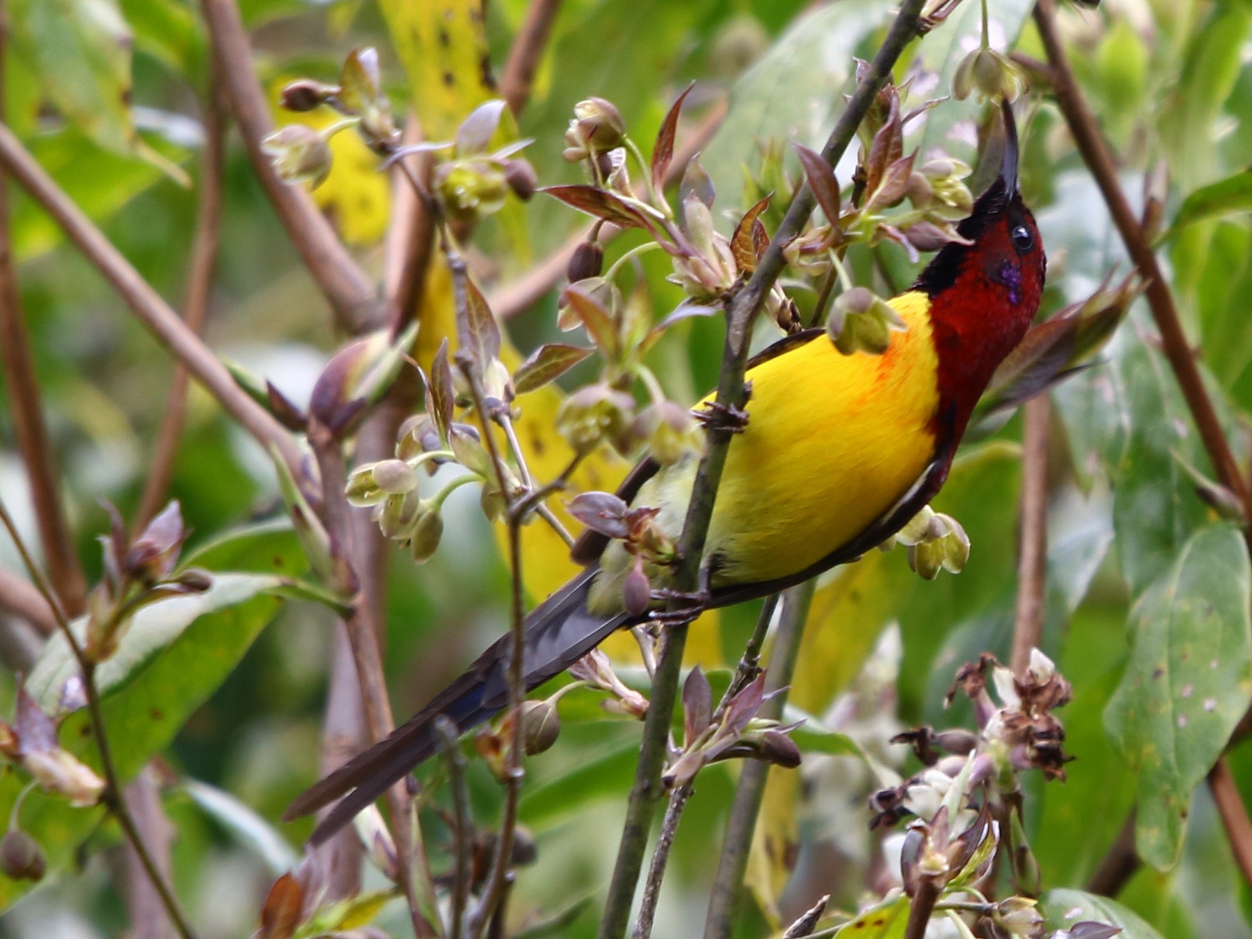 Mrs. Gould's Sunbird - eBird