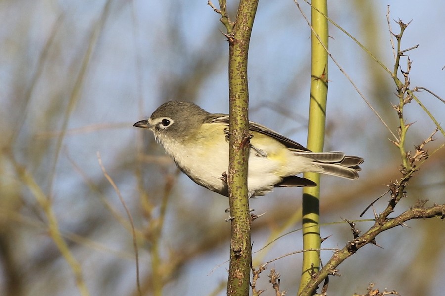 Vireo Plomizo/de Cassin/Anteojillo - eBird