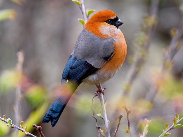 Photos - Red-headed Bullfinch - Pyrrhula erythrocephala - Birds of the ...