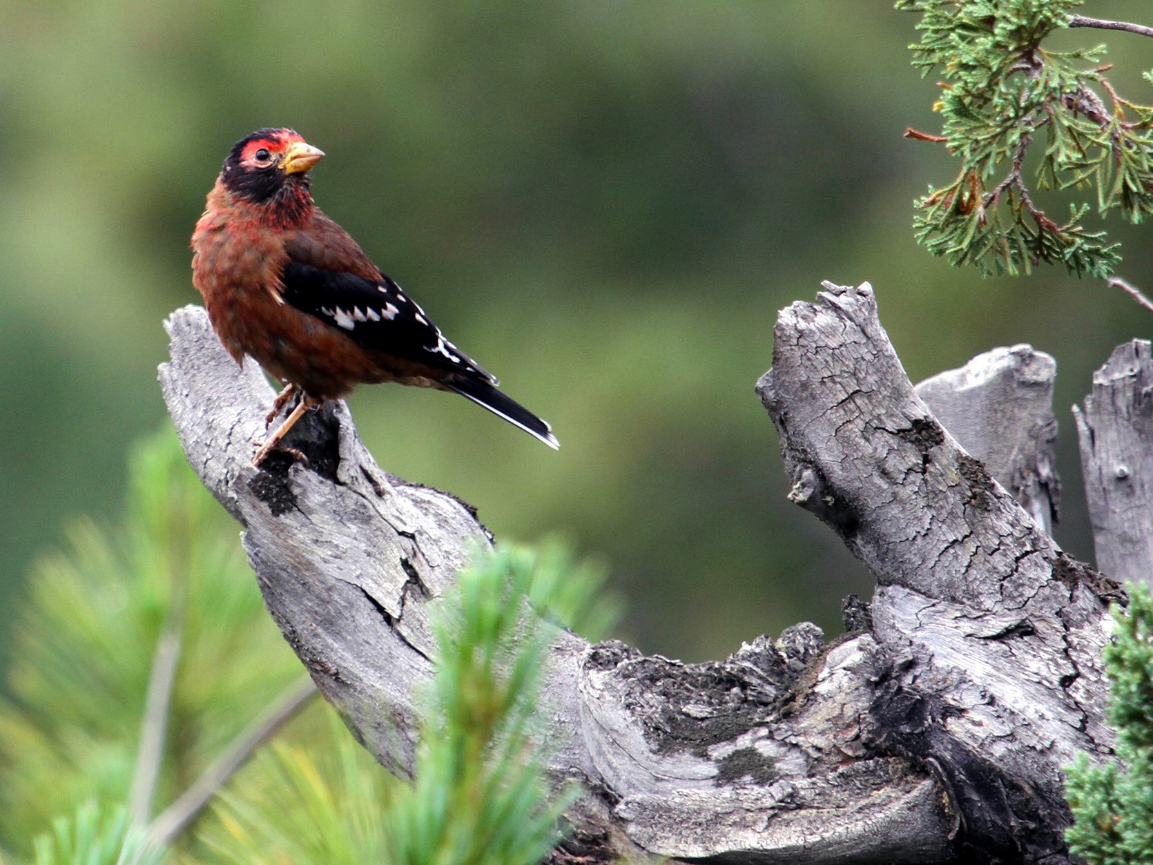 Spectacled Finch - eBird