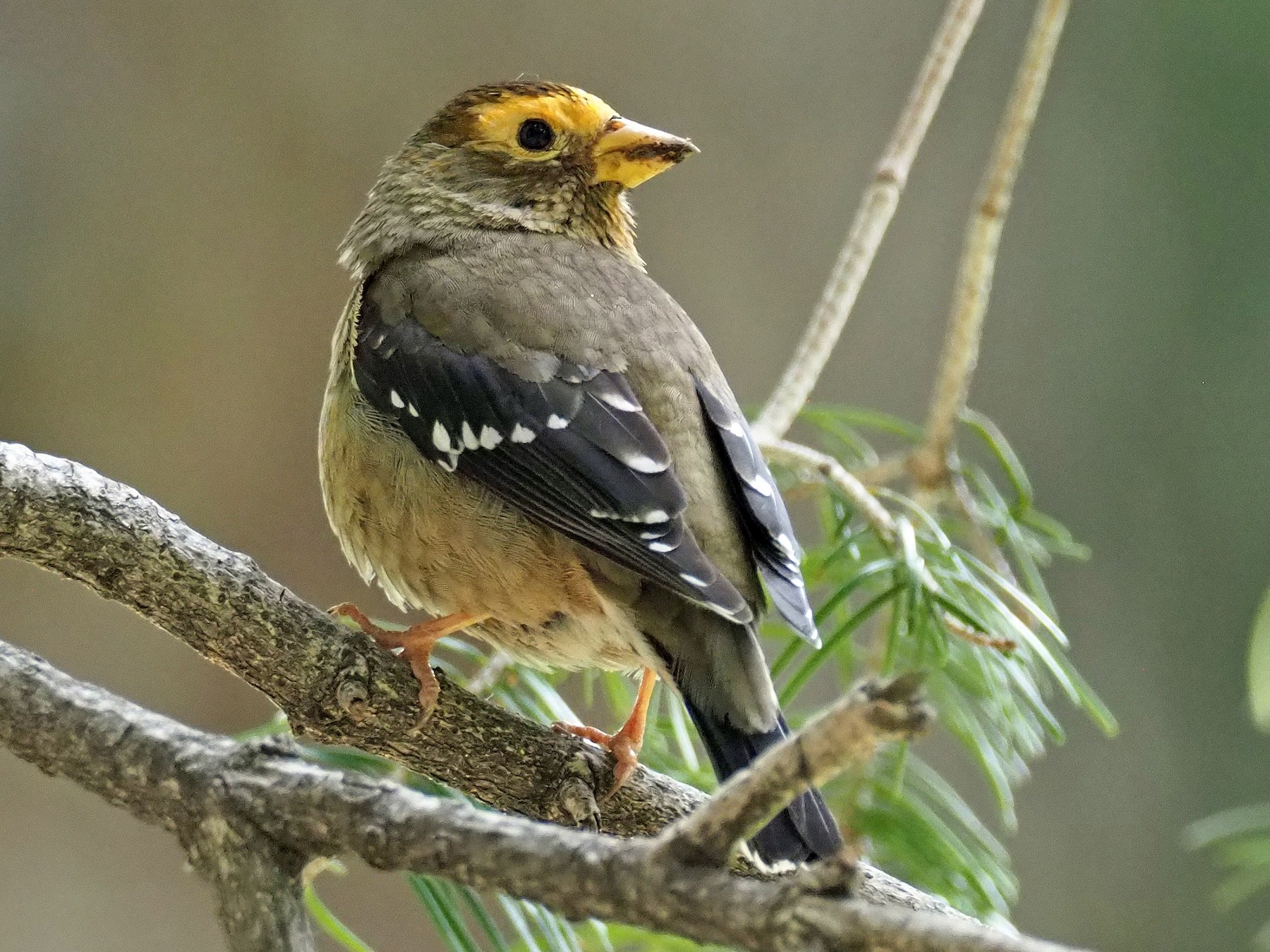 Spectacled Finch - eBird