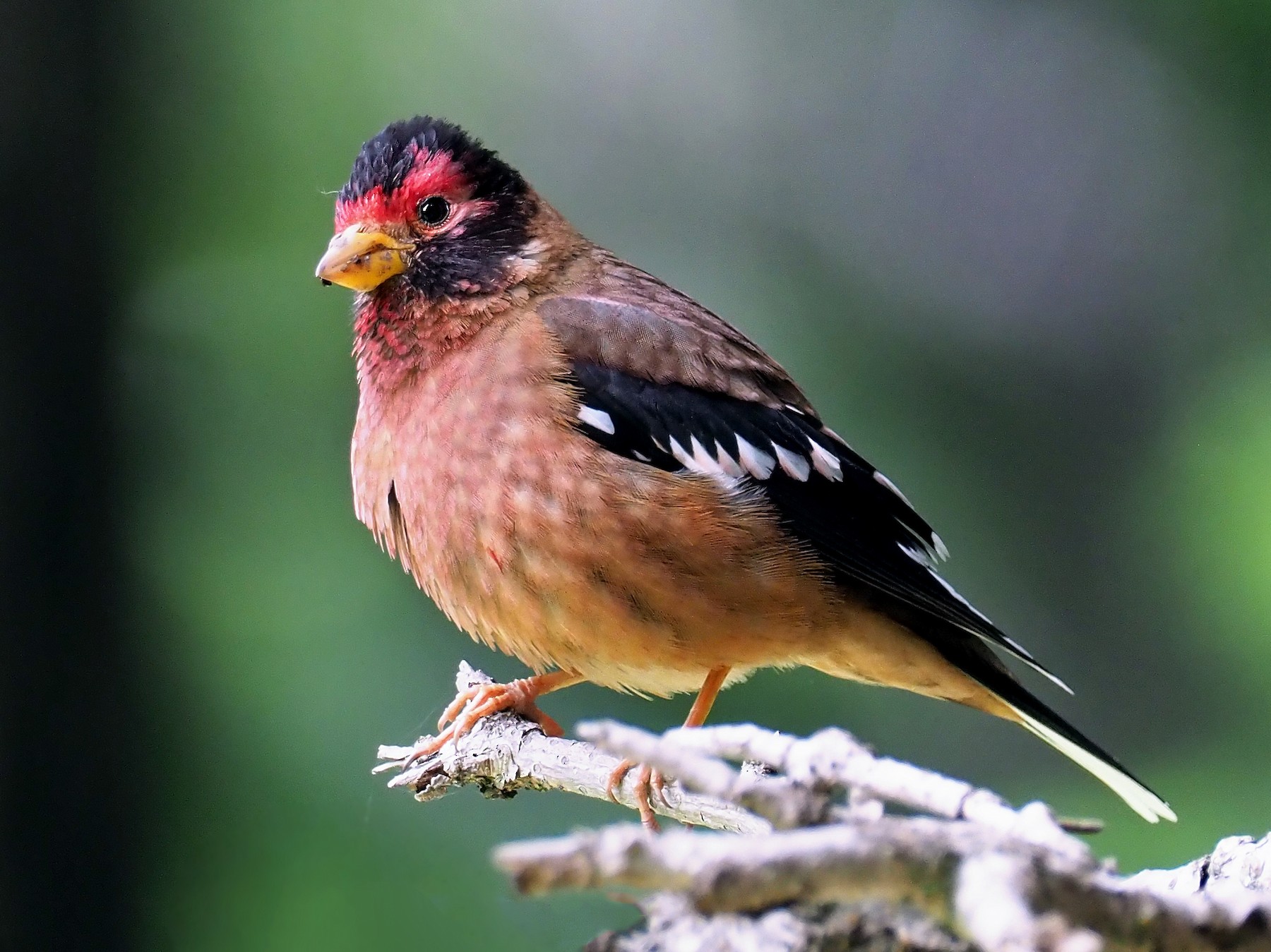 Spectacled Finch - eBird