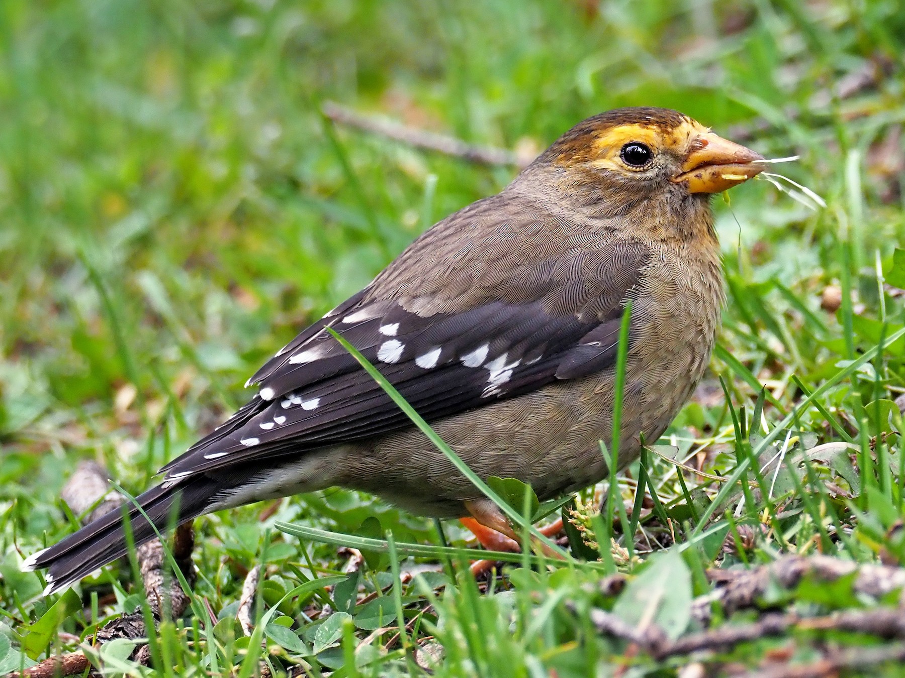 Spectacled Finch - eBird