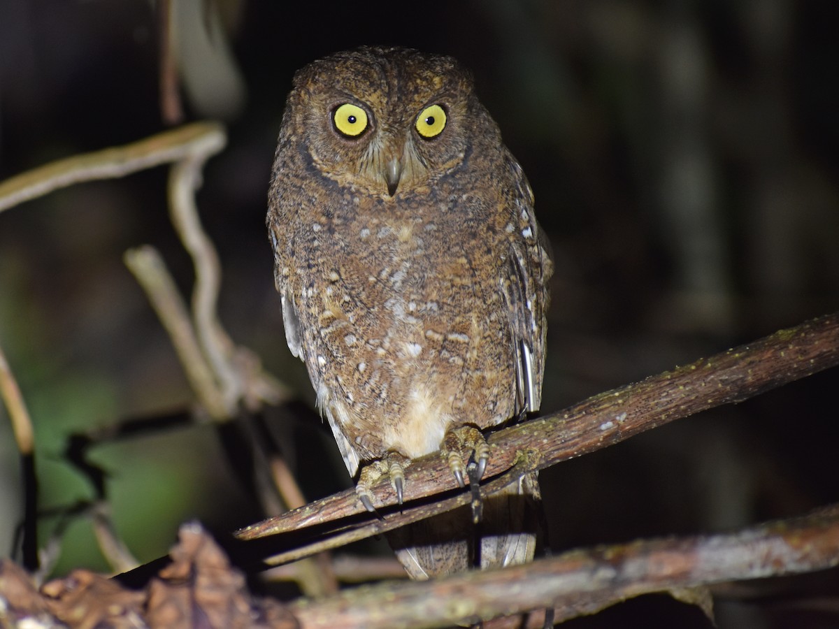Nicobar Scops-Owl - Otus alius - Birds of the World
