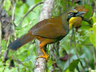 Rufous-vented Laughingthrush - Pterorhinus gularis - Birds of the World