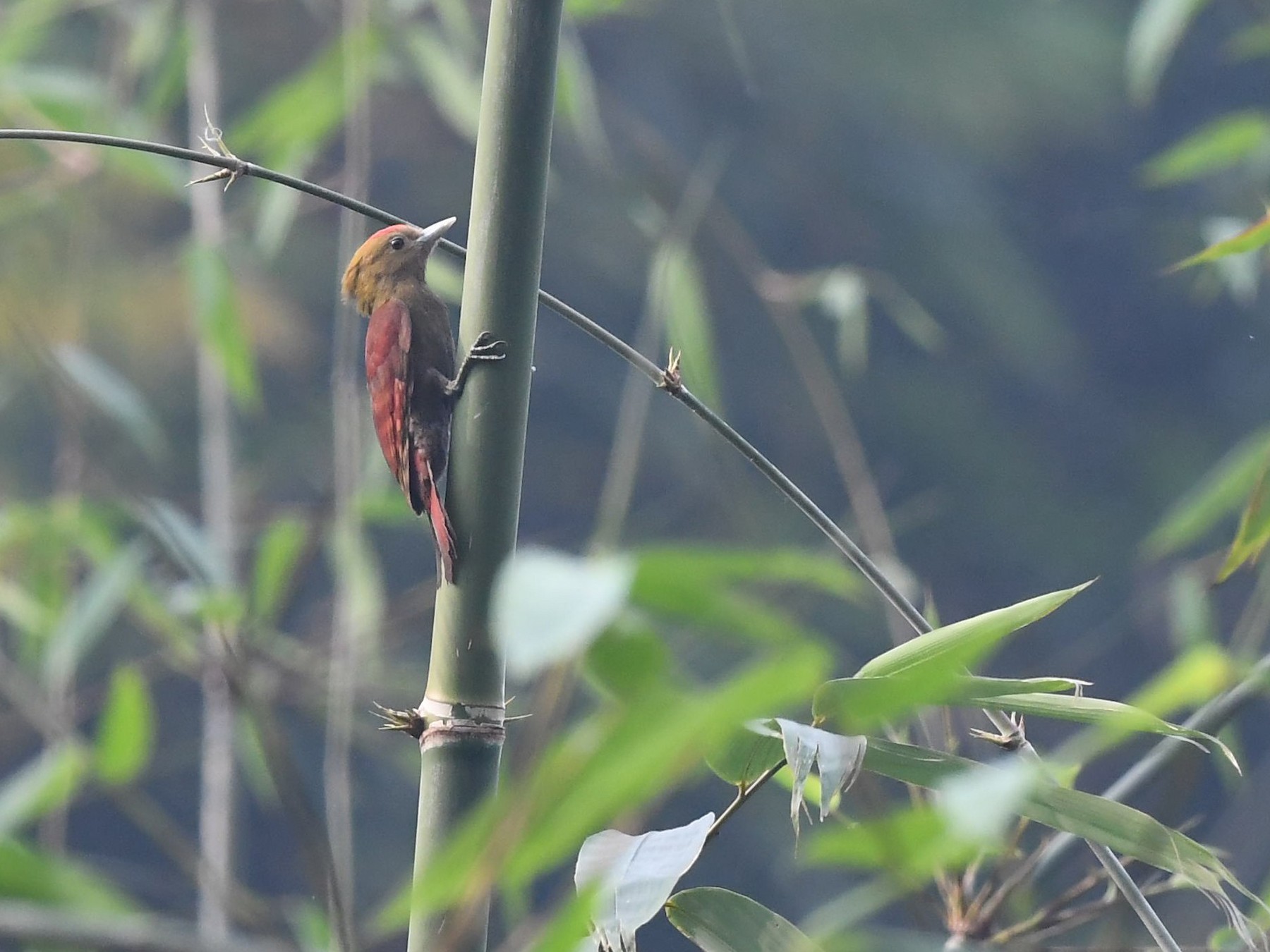 Pito del bambú norteño - eBird