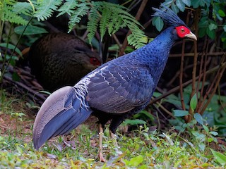 Kalij Pheasant - eBird