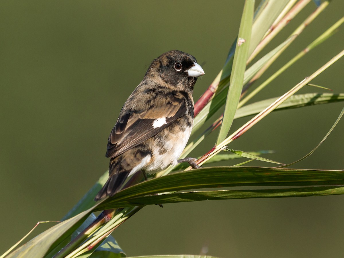 Black-and-white Seedeater - Sporophila luctuosa - Birds of the World