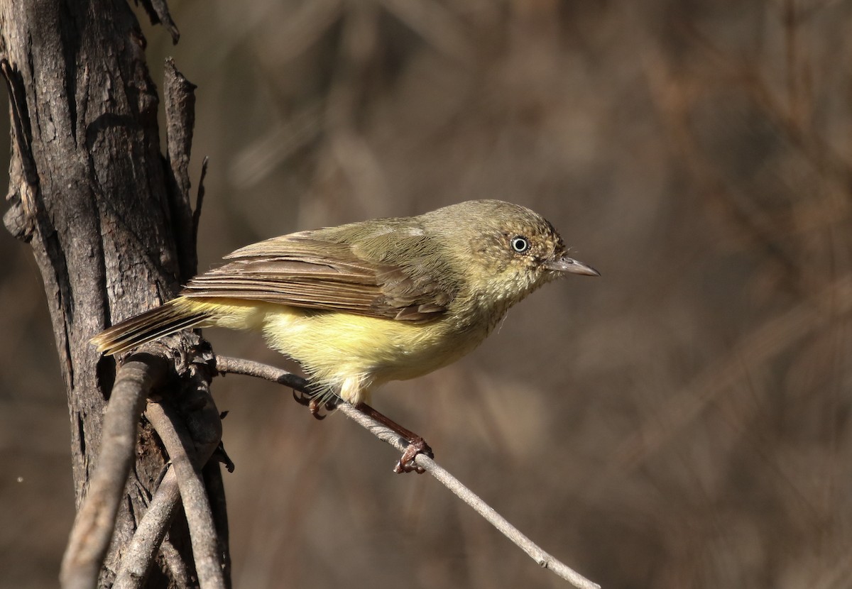 Buff-rumped Thornbill - Acanthiza reguloides - Media Search - Macaulay ...