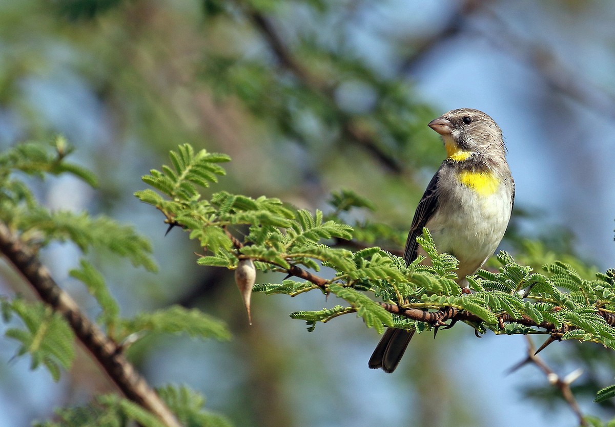 Salvadori's Serin - Crithagra xantholaema - Birds of the World