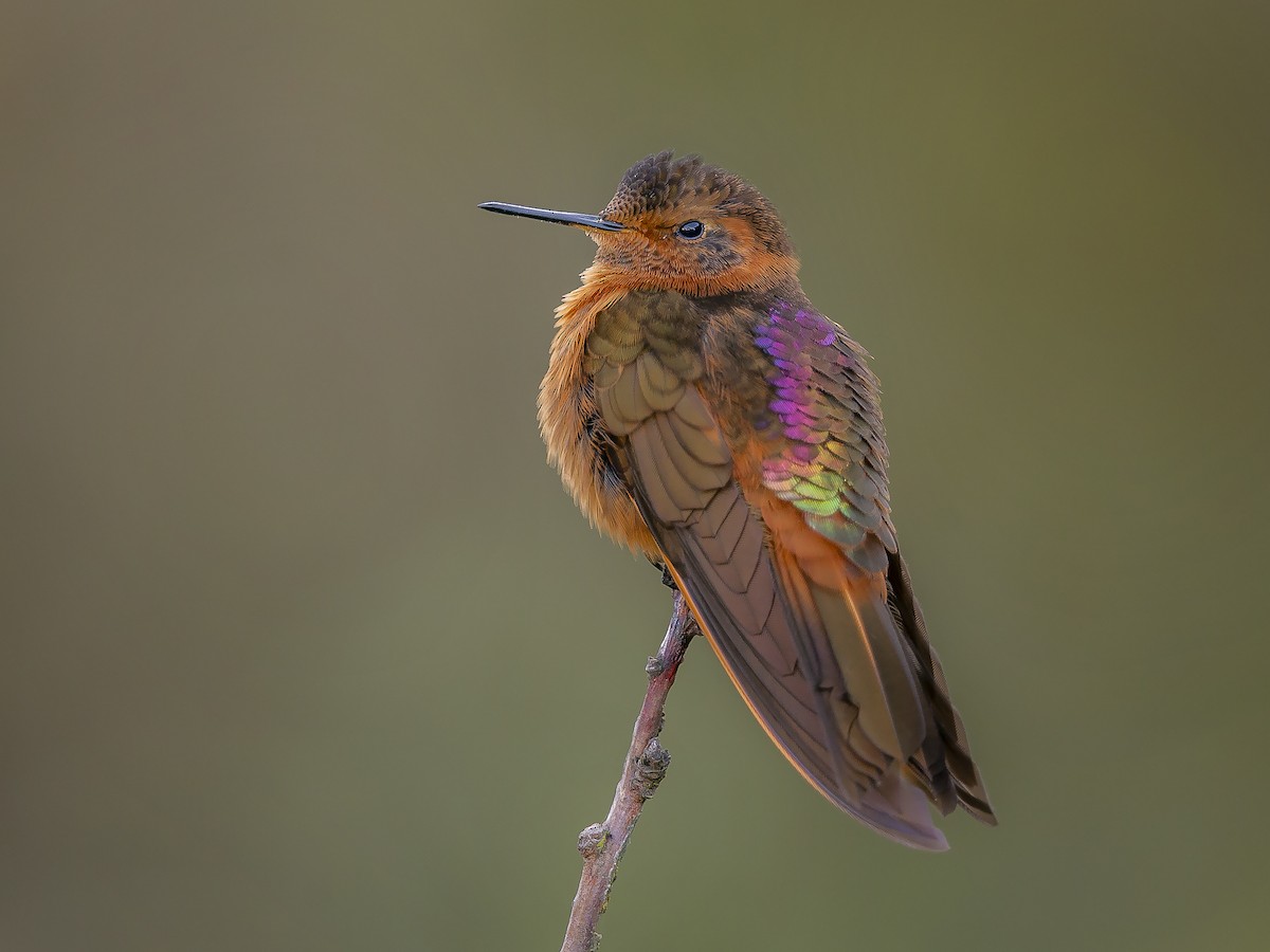 Shining Sunbeam - Aglaeactis cupripennis - Birds of the World