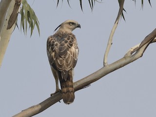 Changeable Hawk-Eagle - Nisaetus cirrhatus - Birds of the World