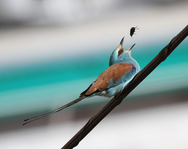 Photos - Abyssinian Roller - Coracias abyssinicus - Birds of the World