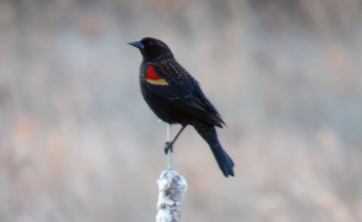 eBird Checklist - 8 Feb 2020 - Leopold's Preserve - 22 species