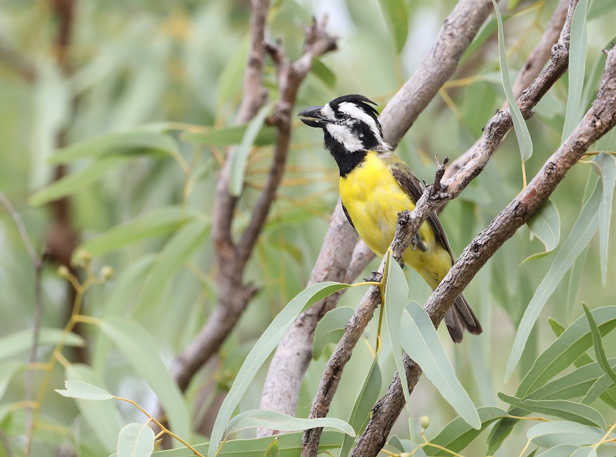 2022 eBird Annual Taxonomy Update - Australia - eBird Australia 2022 eBird Annual Taxonomy Update - Australia - eBird Australia