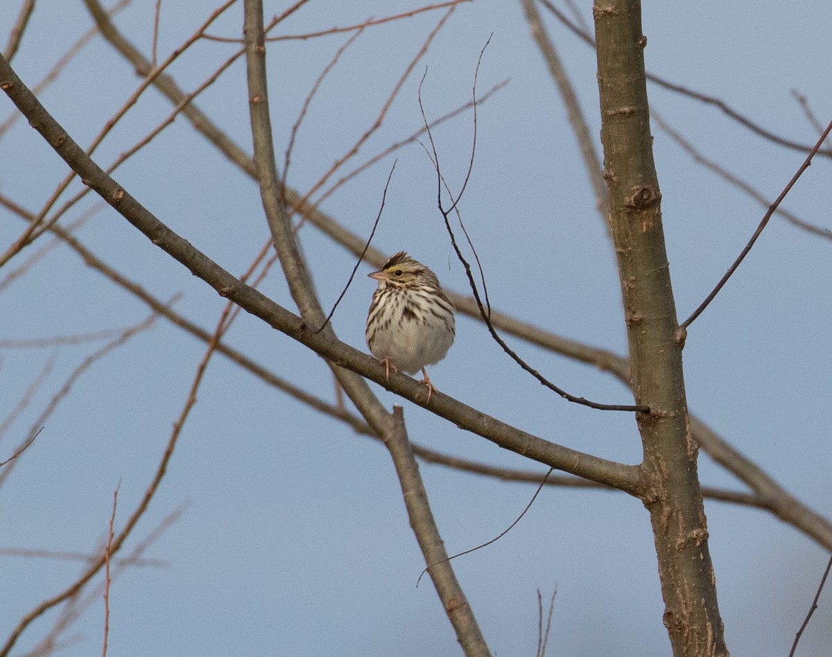 eBird Checklist - 9 Feb 2020 - Haynes Bottom WMA - 35 species