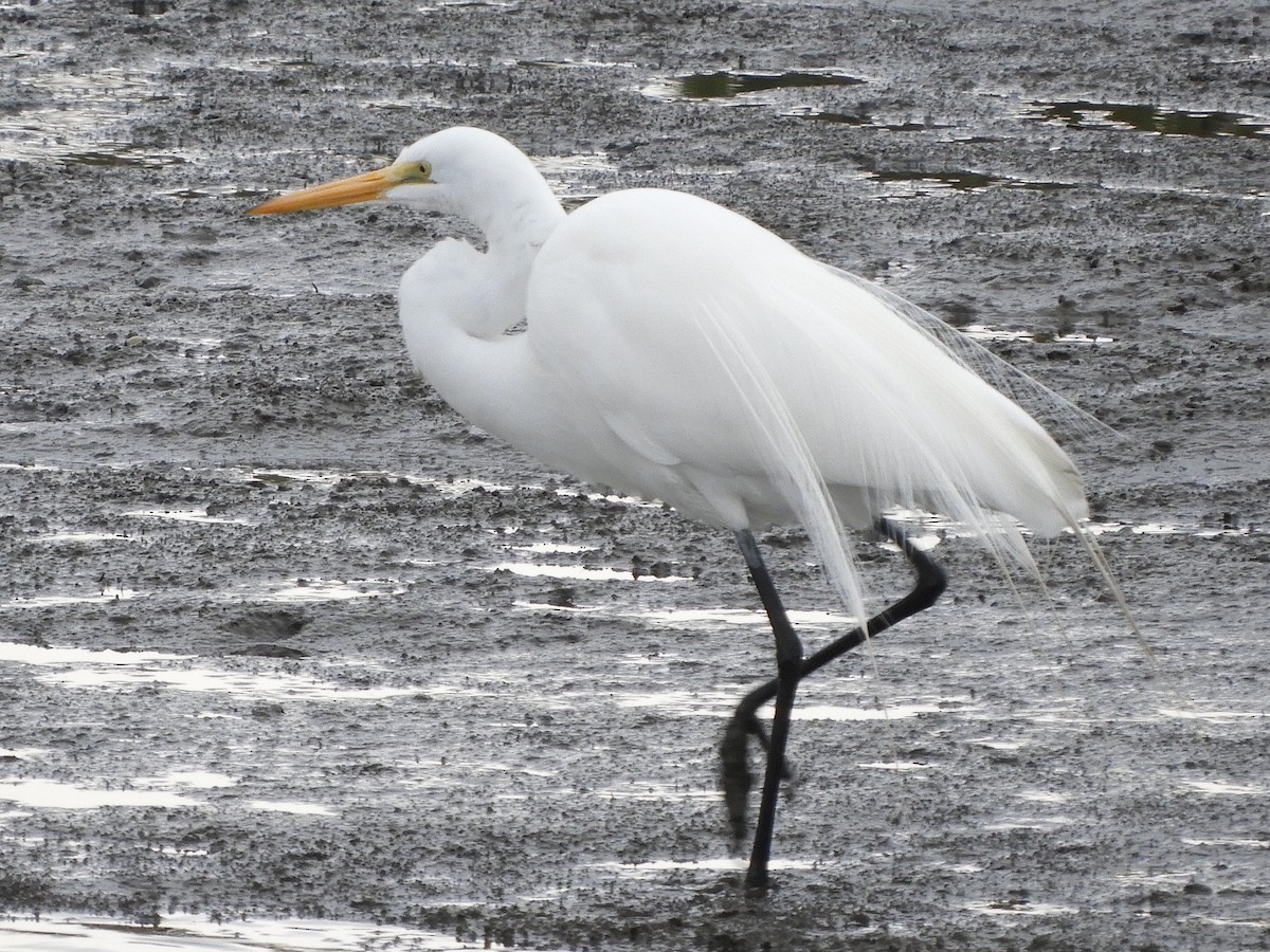 eBird Checklist - 29 Jan 2020 - Cedar Key Railroad Trestle Trail - 15 ...