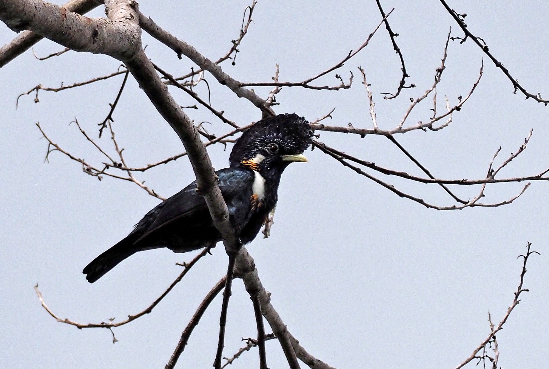 Helmeted Myna - eBird