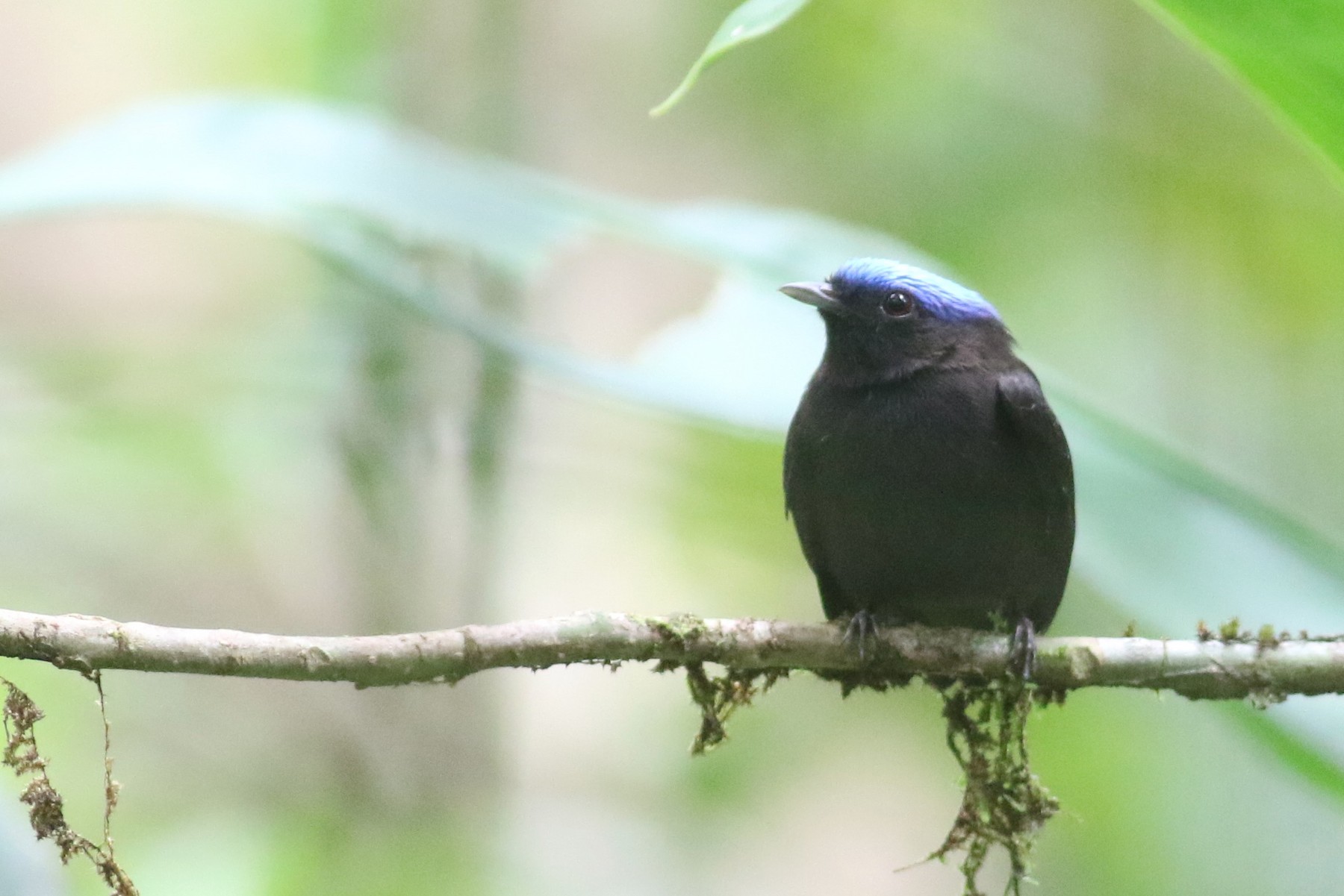 Blue-capped Manakin (Blue-capped) - eBird