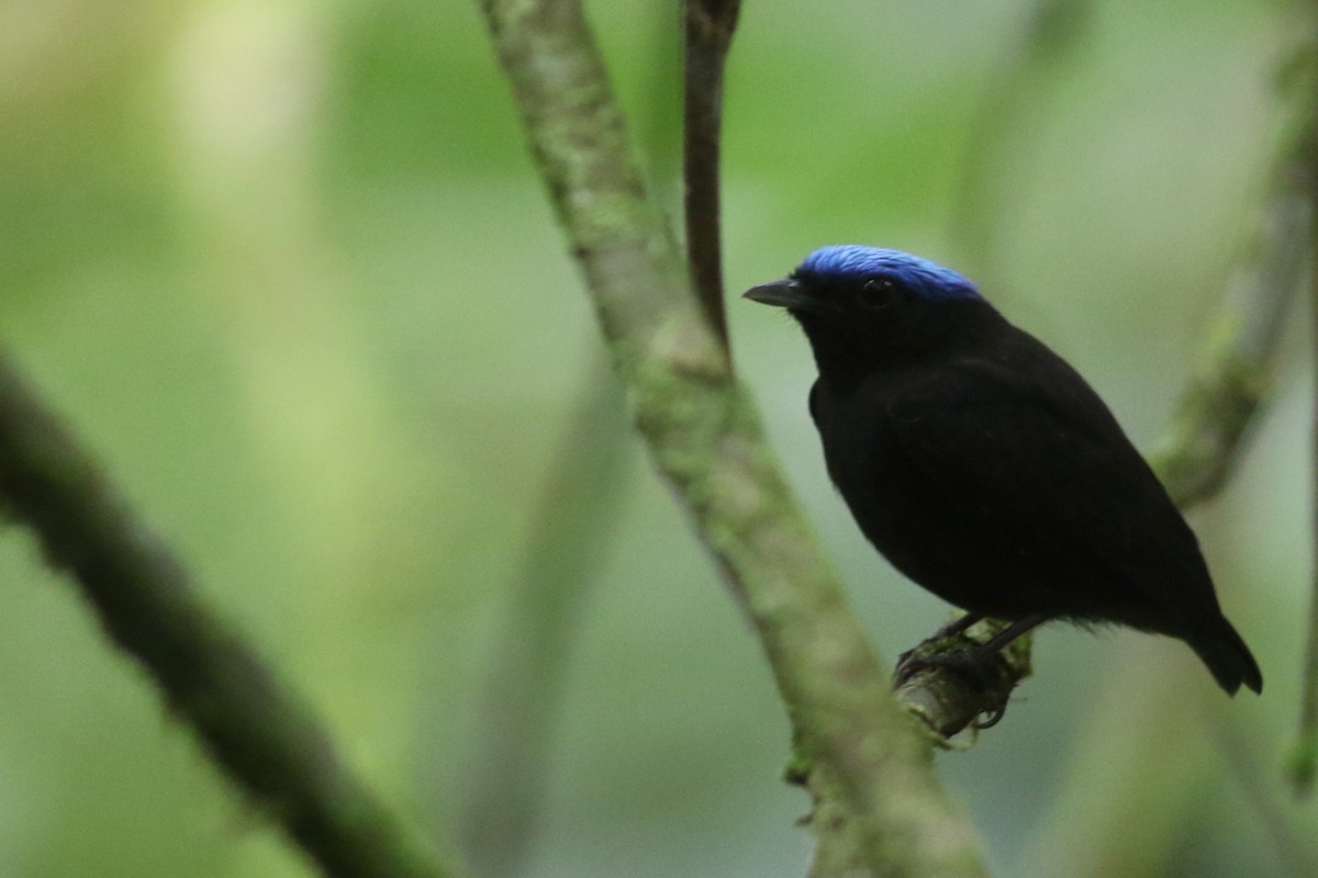 Blue-capped Manakin (Blue-capped) - eBird
