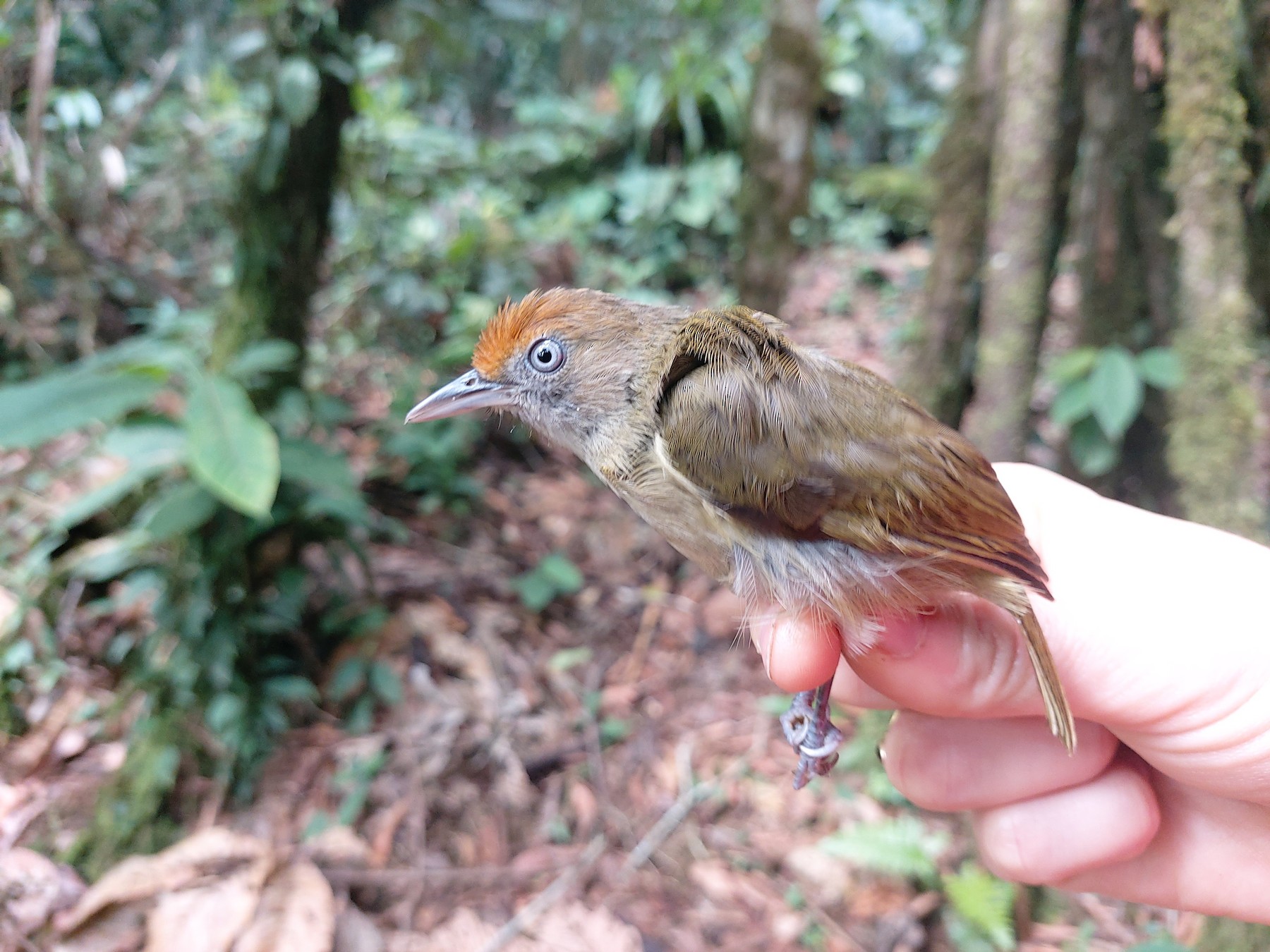 Tawny-crowned Greenlet (Rufous-fronted) - eBird
