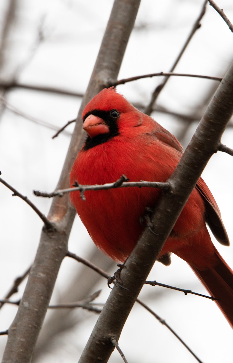 eBird Checklist - 31 Jan 2020 - Tifft Nature Preserve - 4 species