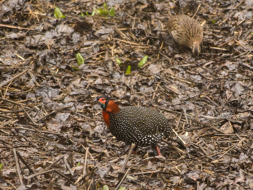 Western Tragopan - eBird