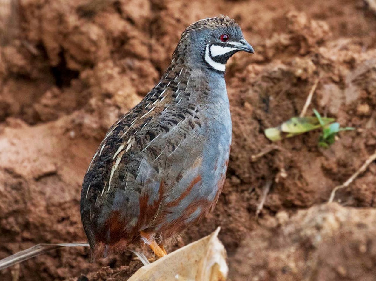 Blue Face Button Quail