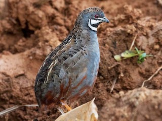 Blue-breasted Quail - eBird
