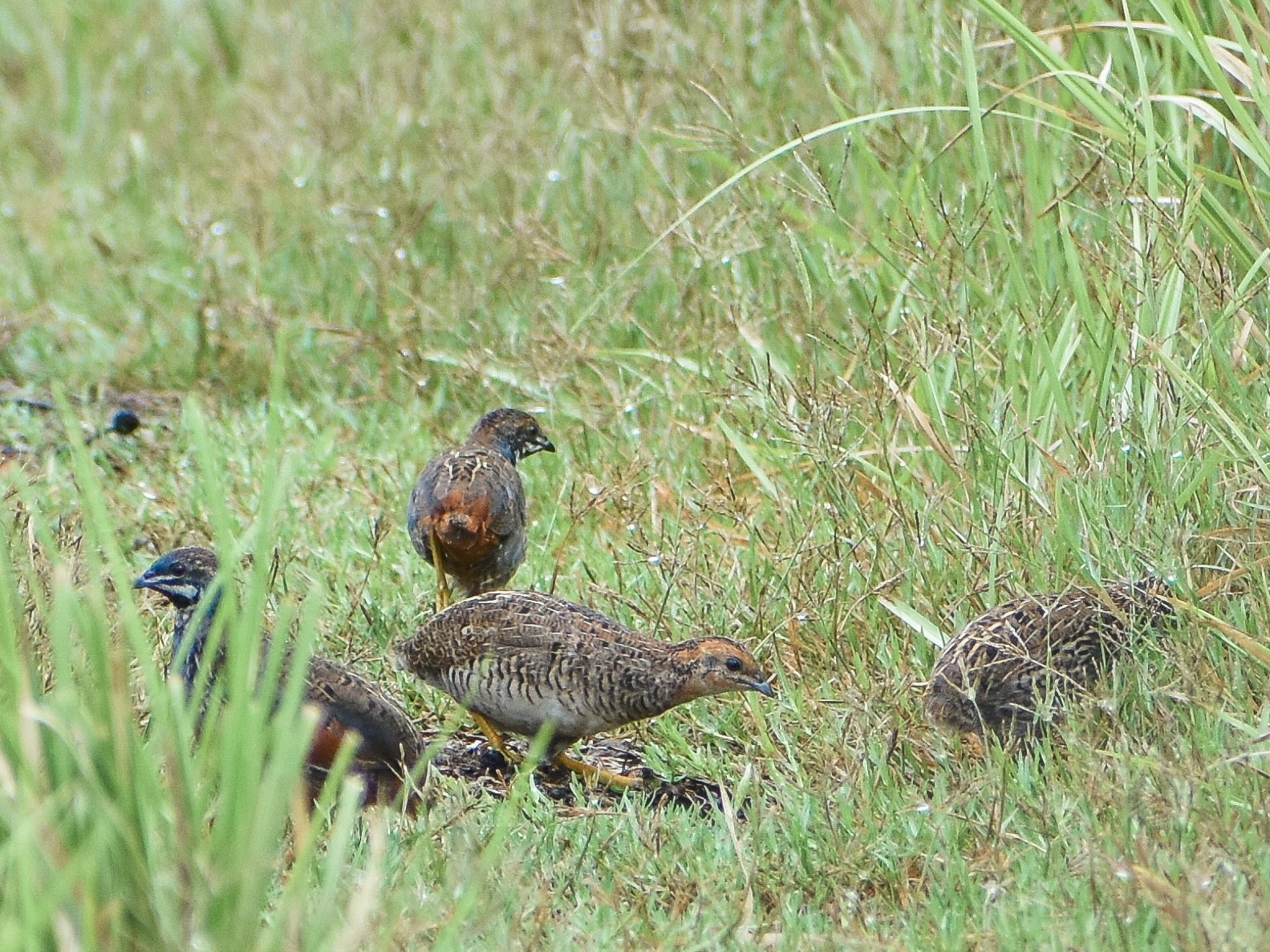 Blue-breasted Quail - eBird