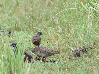 King Quail - eBird