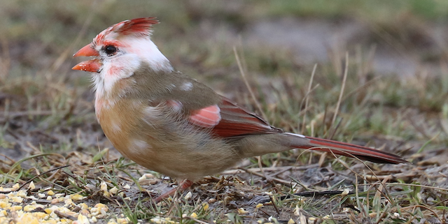 Photos - Northern Cardinal - Cardinalis cardinalis - Birds of the World