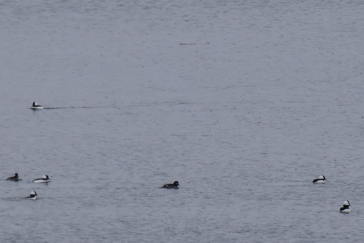 eBird Checklist - 10 Feb 2020 - Yard (private) - 9 species