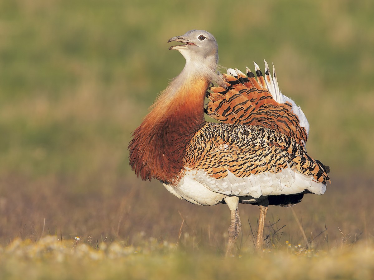 Great Bustard - Otis tarda - Birds of the World