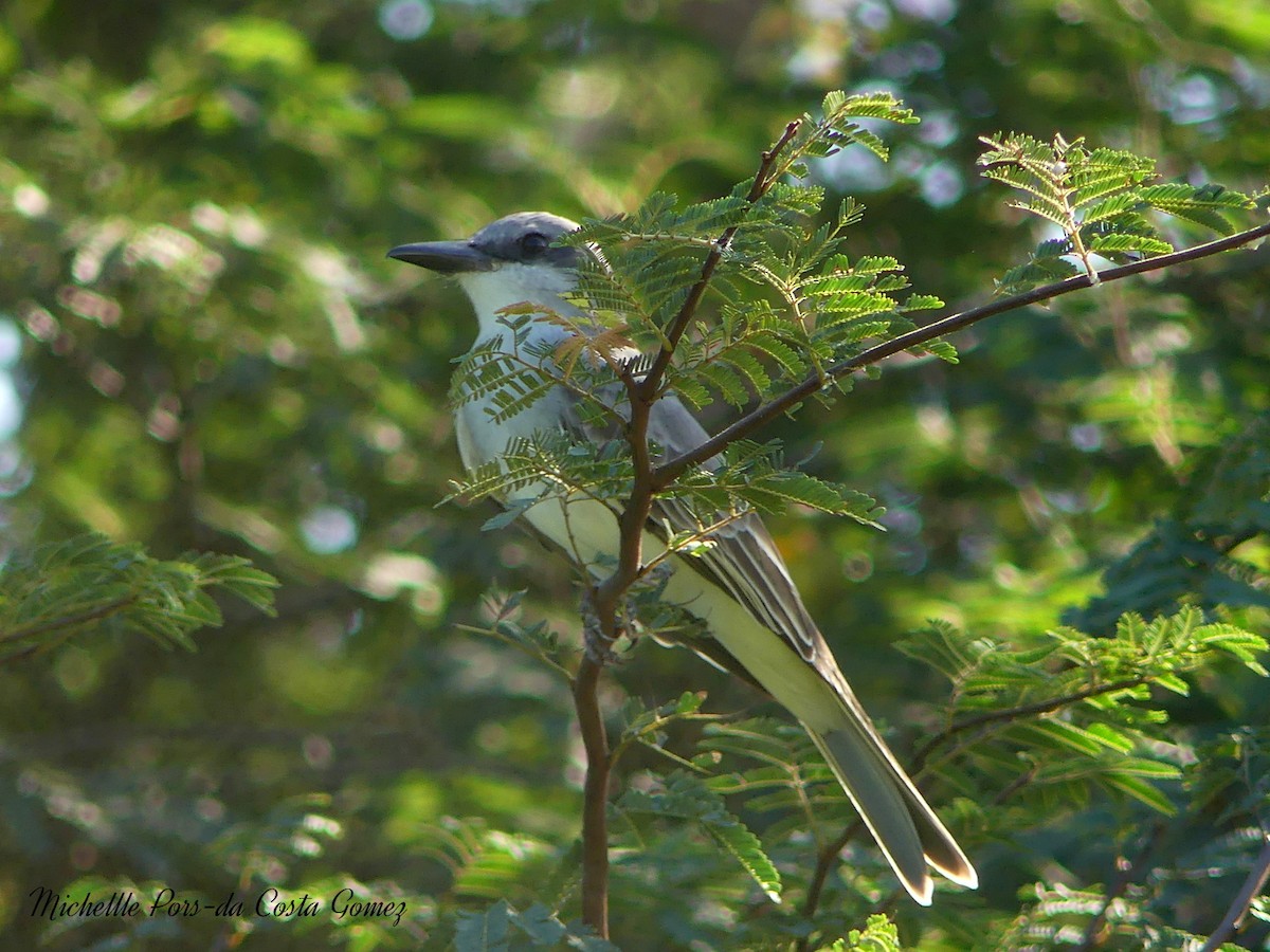 eBird Checklist - 26 Jan 2020 - Hofi Cas Cora - 10 species