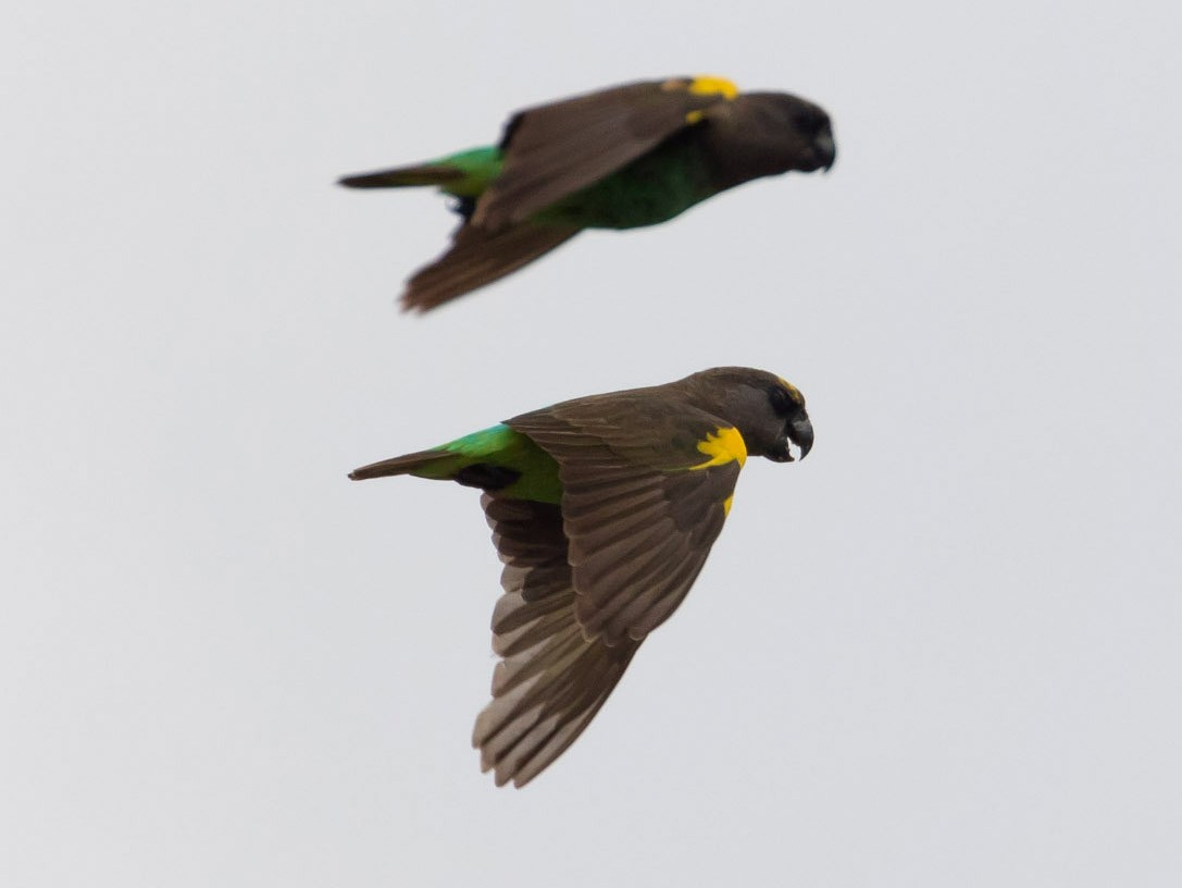 Meyer's Parrot - eBird